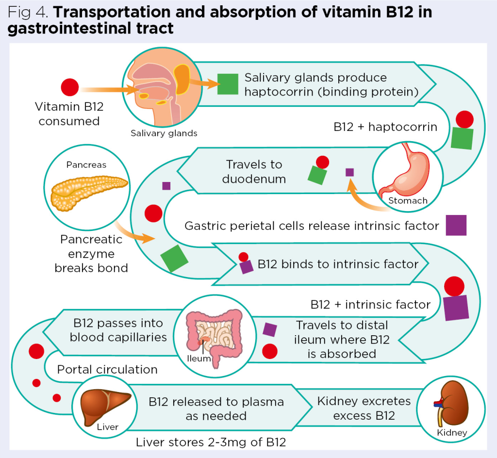 Vitamin B complex: B group vitamins and their role in the body ...