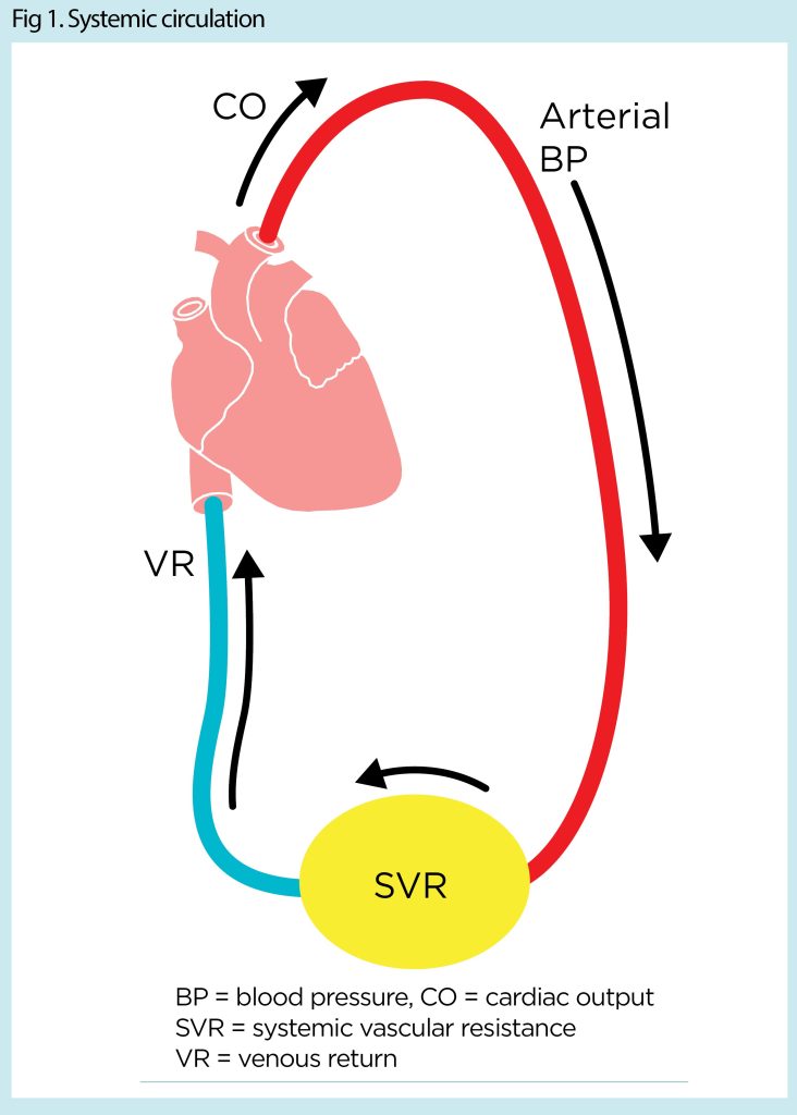 Physiology of blood pressure store